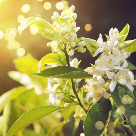 Aroma azahar - Marketing Olfativo